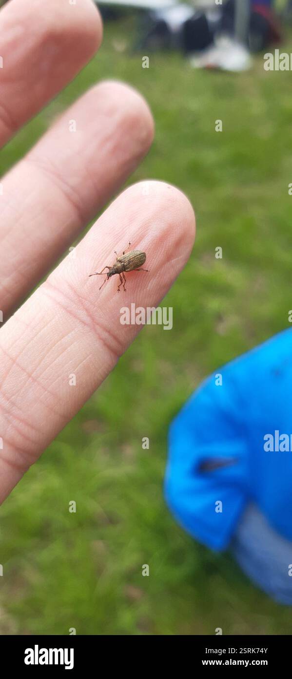Common Leaf Weevil (Phyllobius pyri), Insecta, CG24+94, Coventry CV1 ...