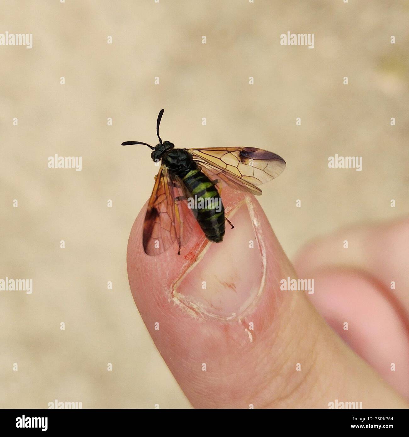 Hr rustica hi-res stock photography and images - Alamy