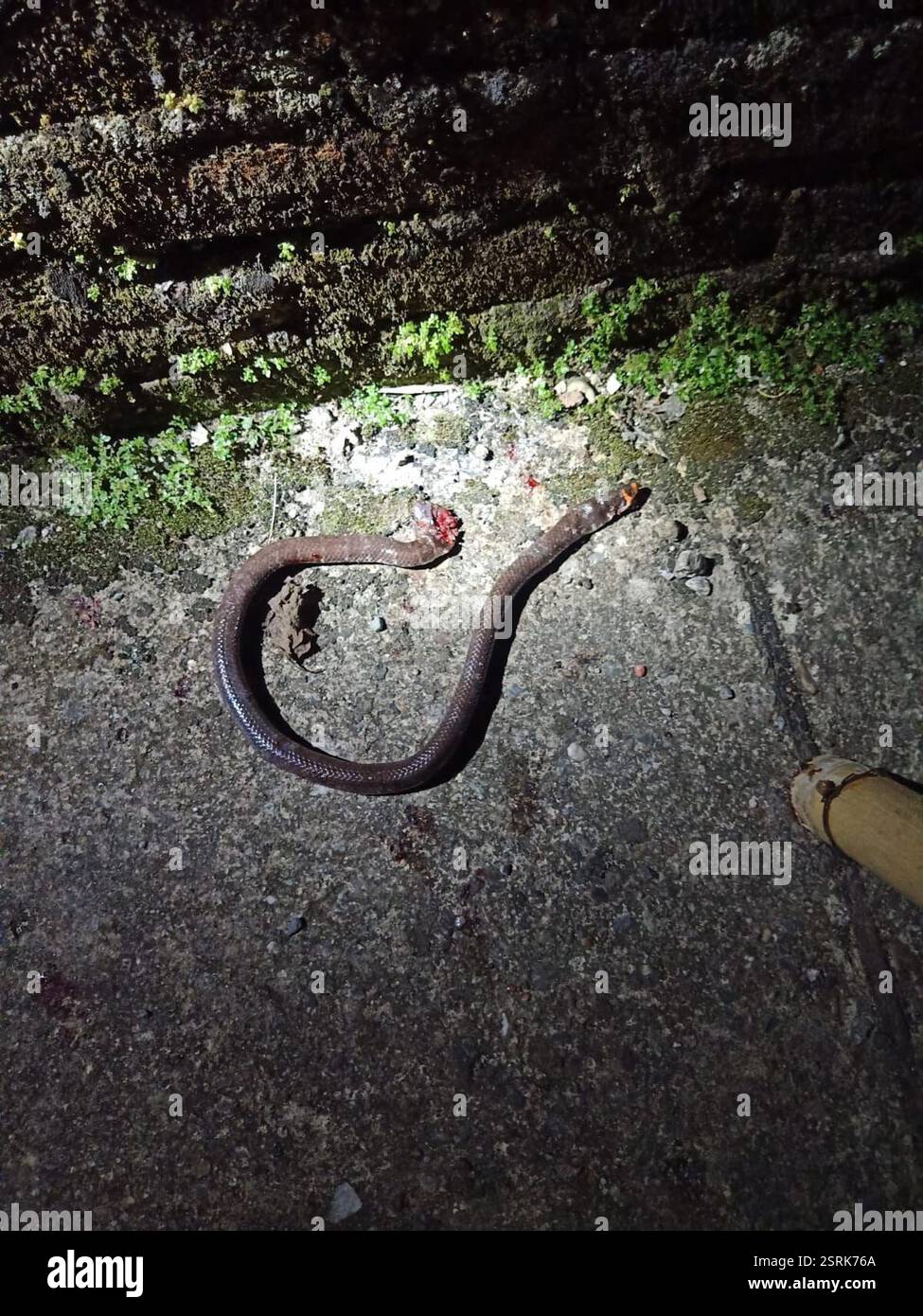 Red Cylinder Snake (Cylindrophis ruffus), Reptilia, Buluspesantren ...