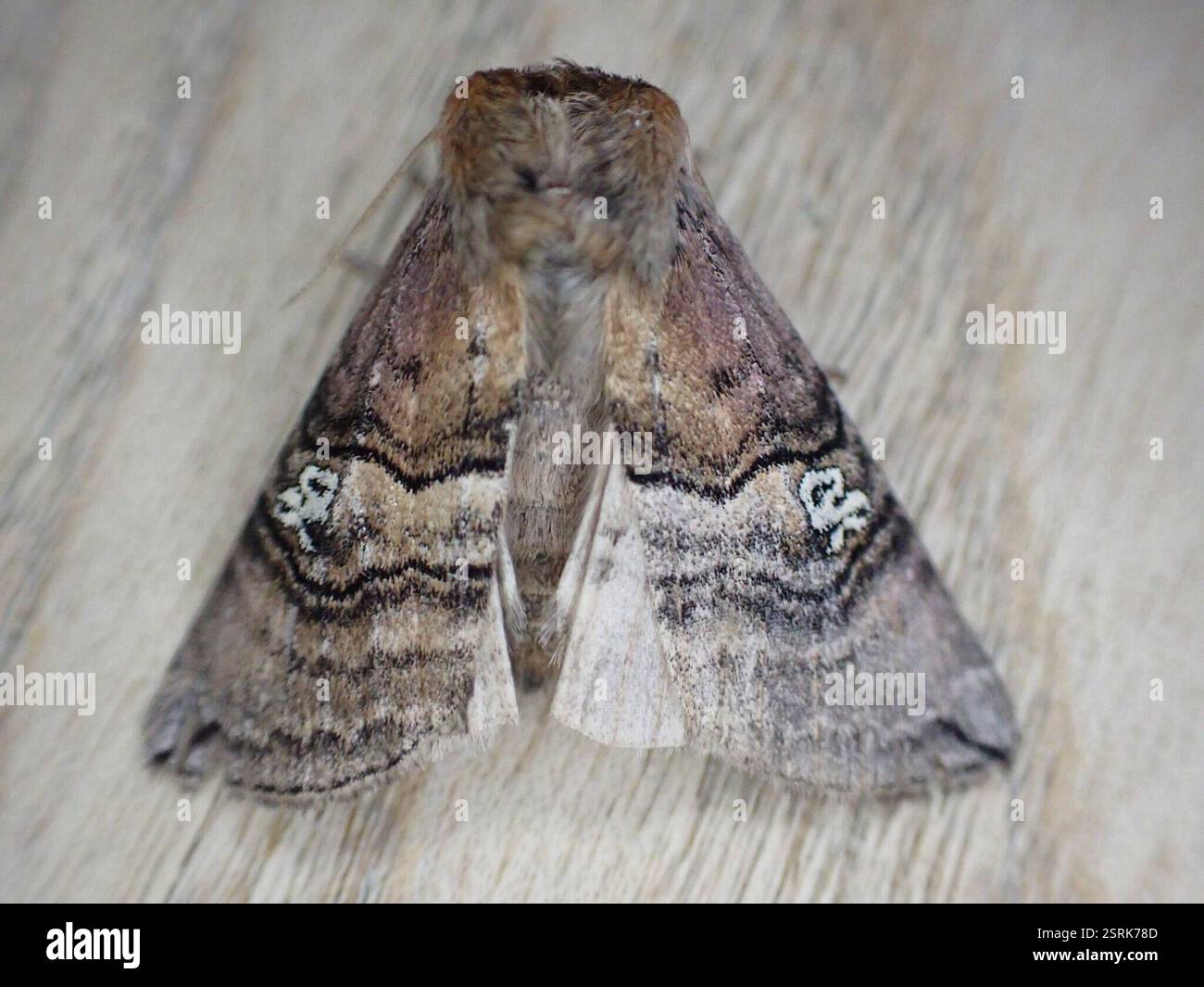 Figure of Eighty (Tethea ocularis), Insecta, 8 Millcroft Road, Woolton ...