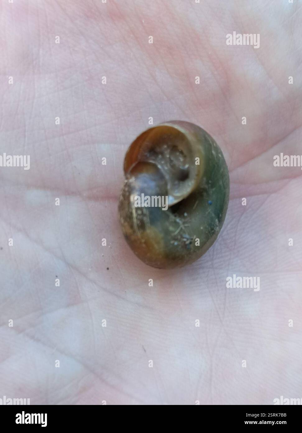(Retinella incerta), Mollusca, 64260 Bescat, France Stock Photo - Alamy