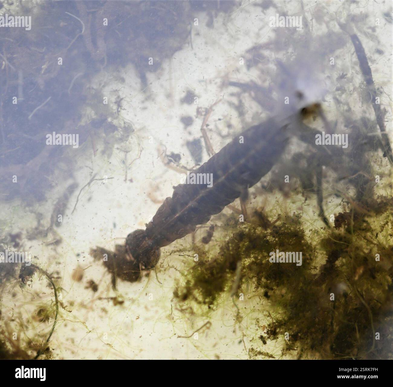 (Dytiscus), Insecta, Dumfries and Galloway, UK, Very large diving ...