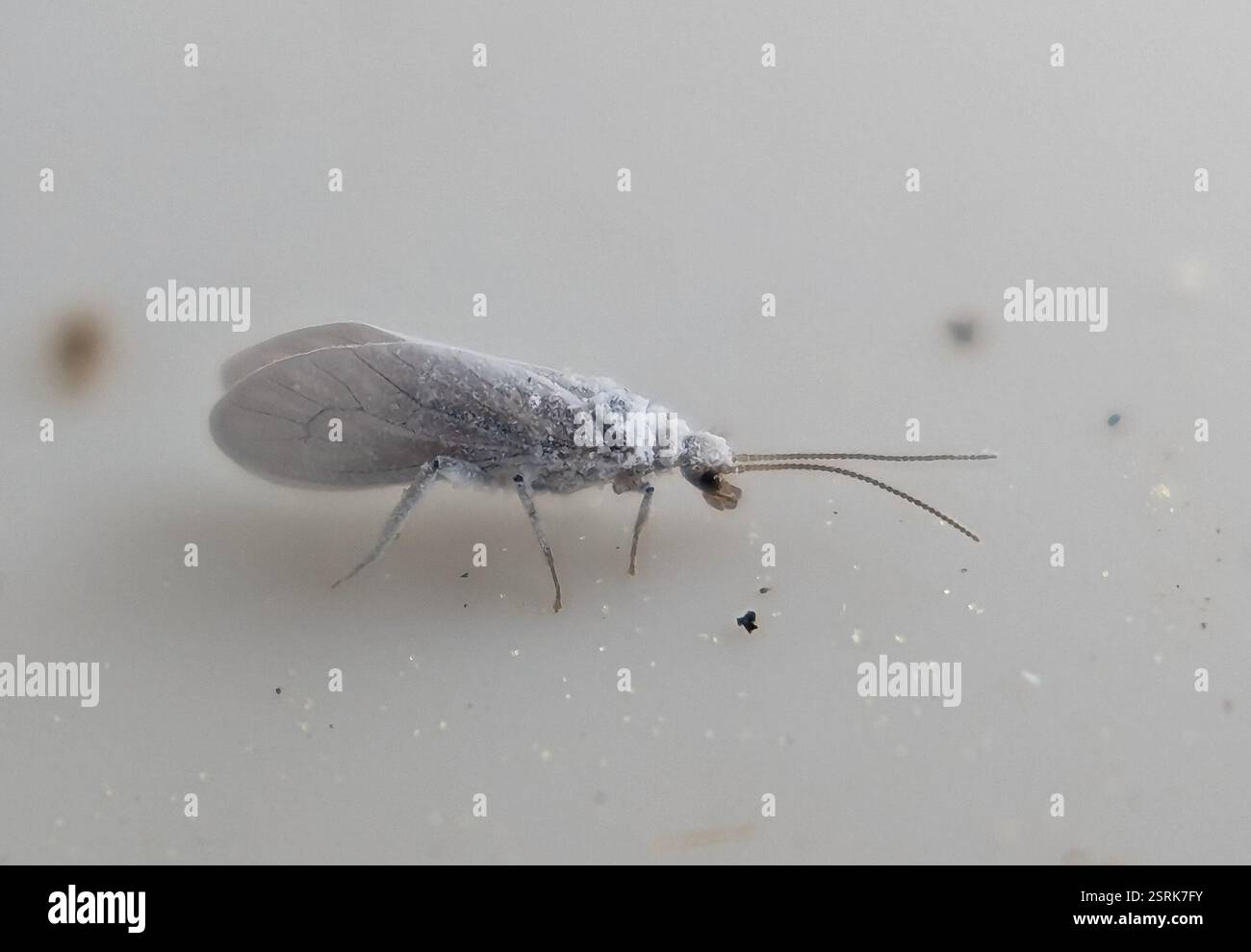 Dusty-winged Lacewings (Coniopterygidae), Insecta, London, UK Stock ...