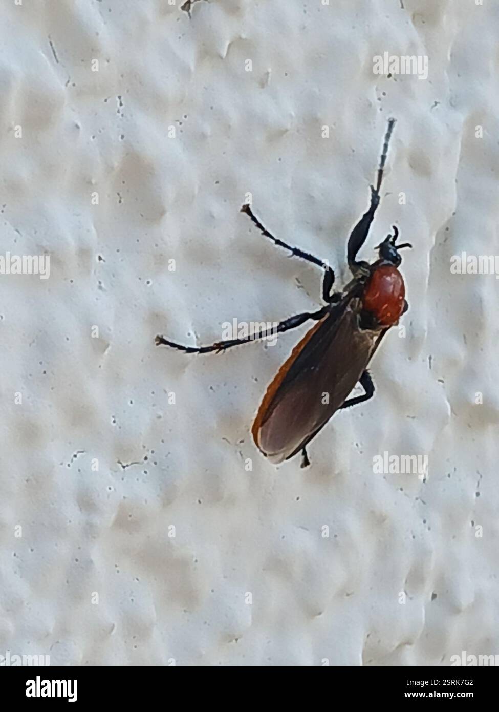 Garden March Fly (Bibio hortulanus), Insecta, 35390 Gießen, Deutschland ...