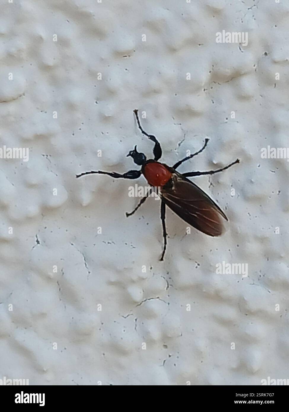 Garden March Fly (Bibio hortulanus), Insecta, 35390 Gießen, Deutschland ...