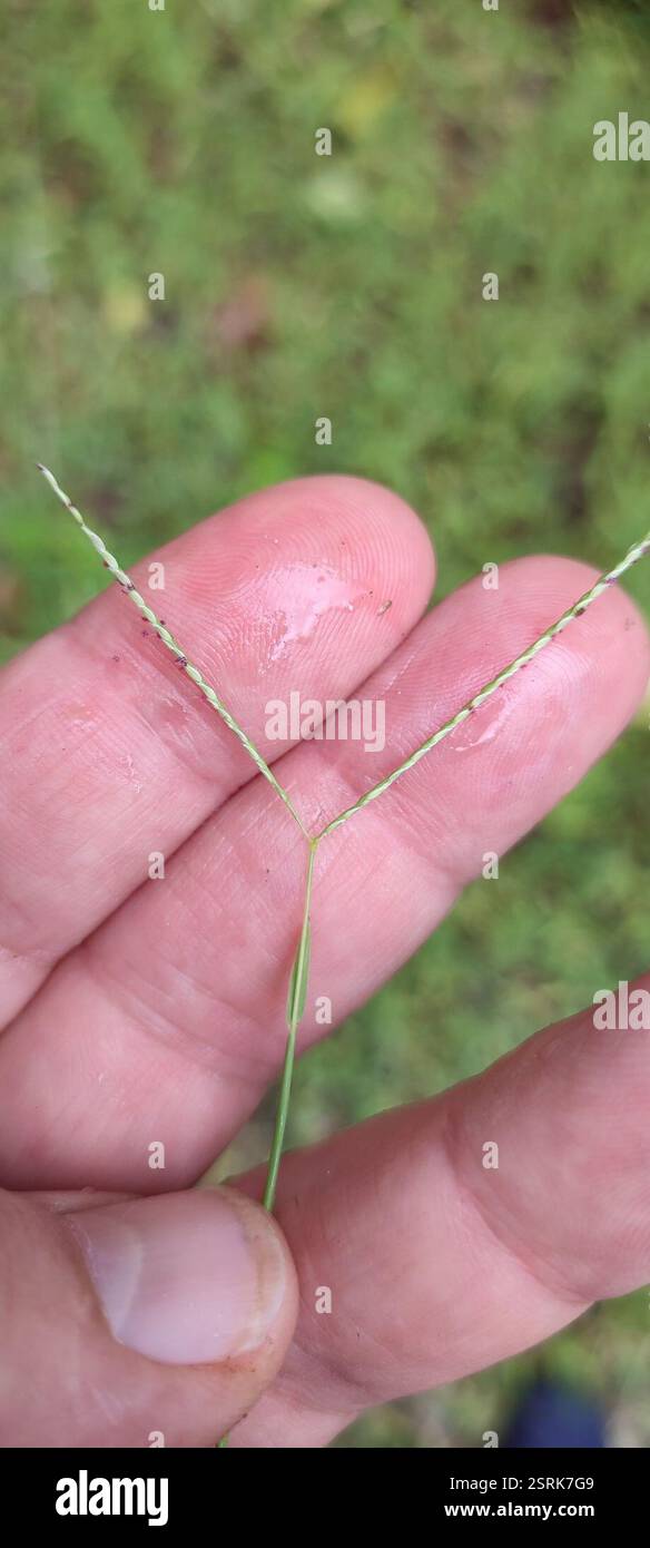 Hilograss (Paspalum conjugatum), Plantae, British Indian Ocean ...