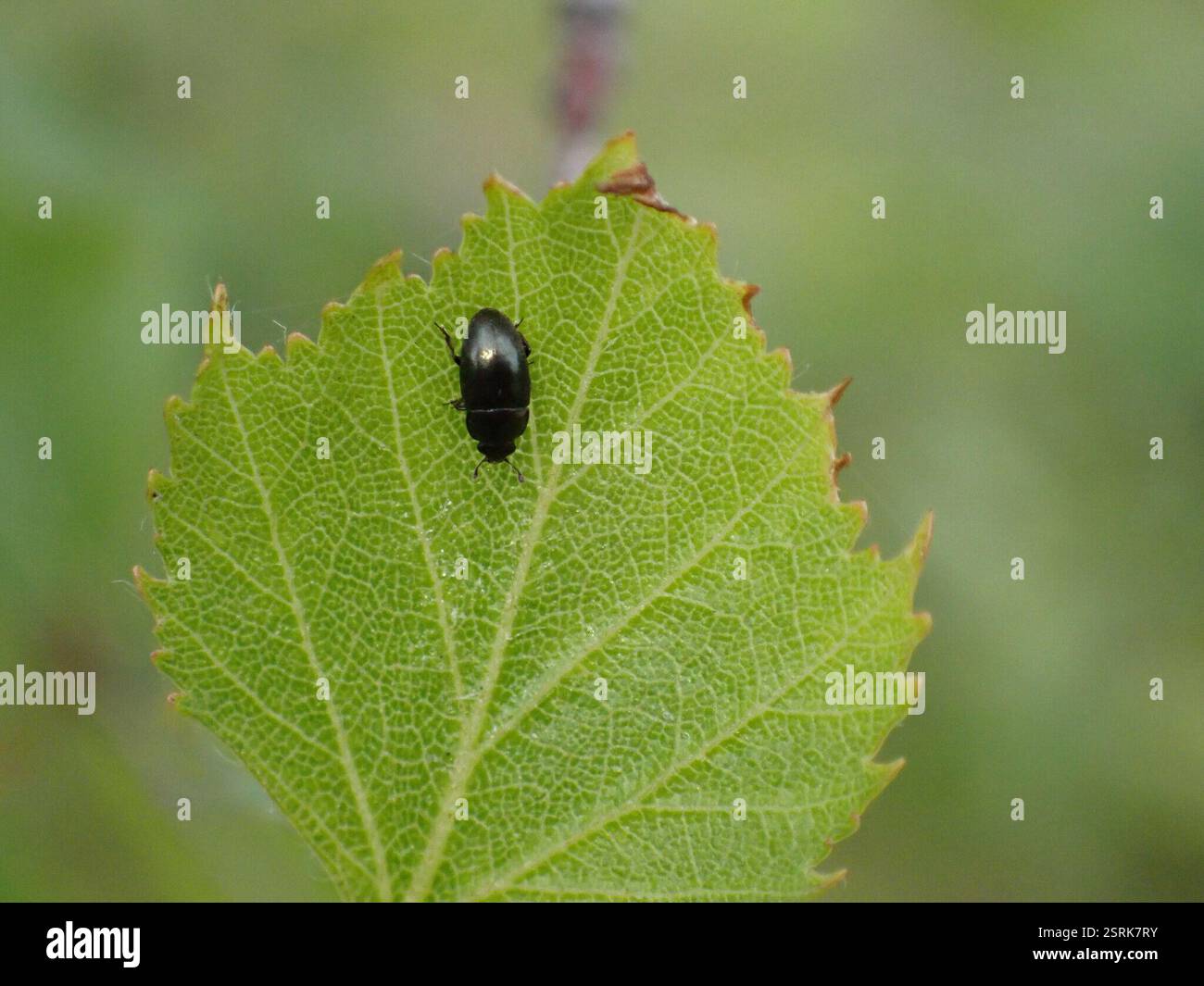 Beetles (Coleoptera), Insecta, Edinburgh, UK Stock Photo - Alamy