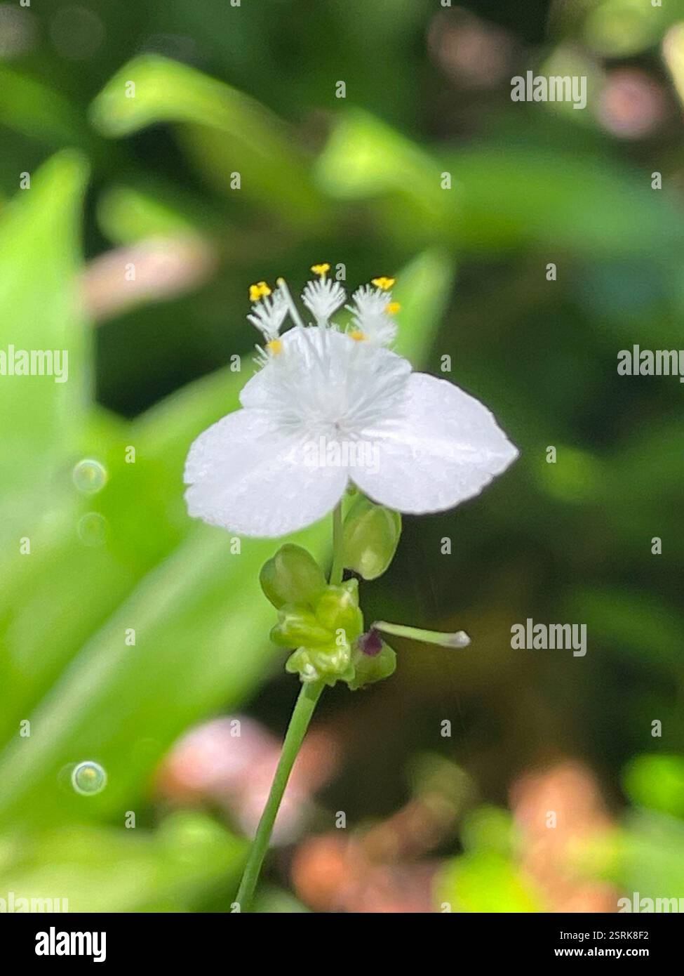 Tahitian bridalveil (Gibasis pellucida), Plantae, San Antonio Botanical ...