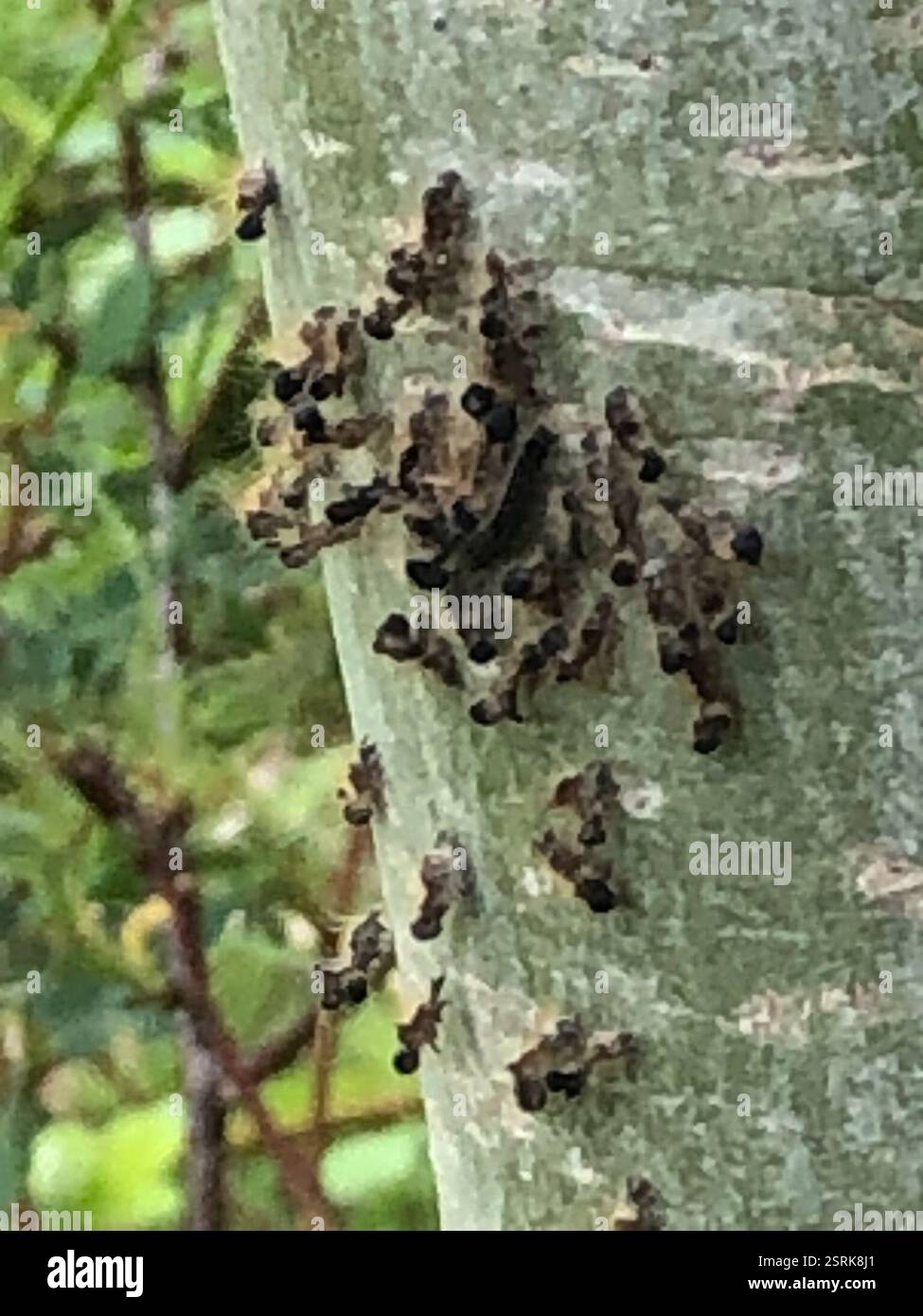 Forest Tent Caterpillar Moth (Malacosoma disstria), Insecta, South ...