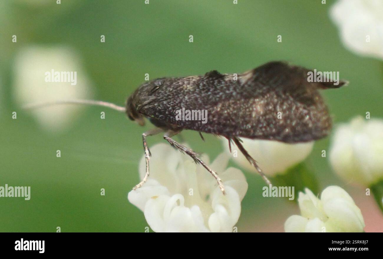 Scale-tooth Lance-wing (Phaulernis dentella), Insecta, Kampina en ...