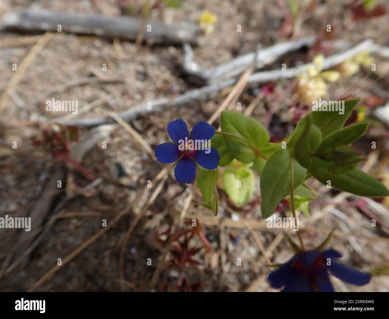 Foemina Blue Pimpernel (Lysimachia foemina), Plantae, İztuzu Plajı ...