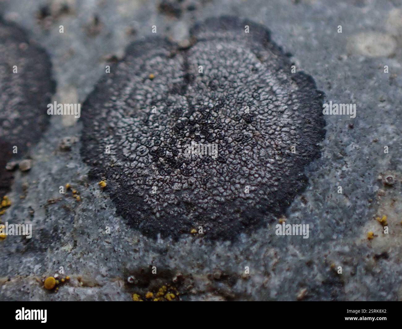 Map Lichens (Rhizocarpon), Fungi, James Bay, Victoria, BC, Canada, On ...