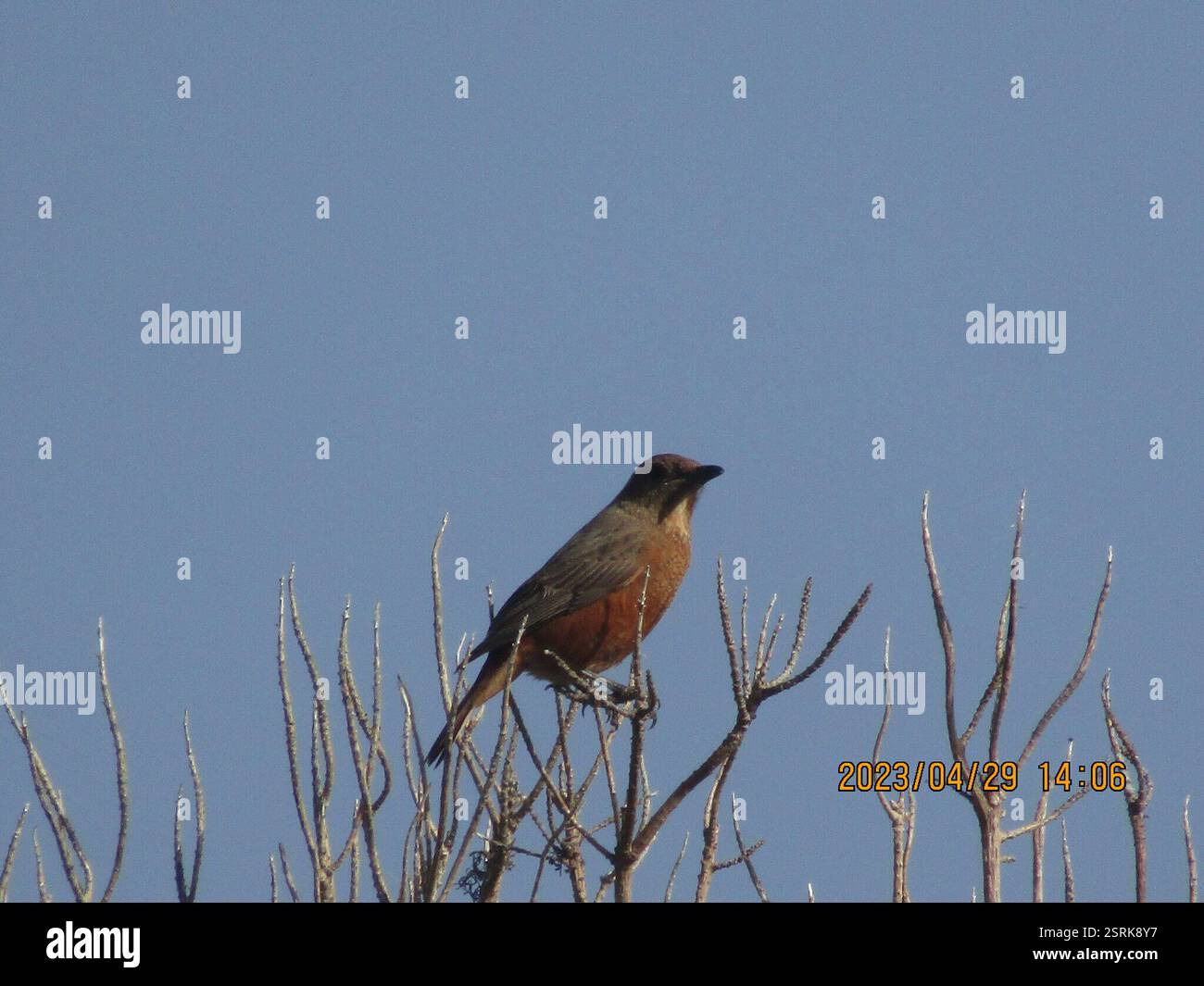 Cape Rock-Thrush (Monticola rupestris), Aves, Helderberg Rural, Sir ...
