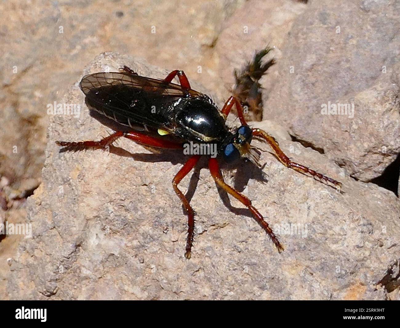 (Saropogon), Insecta, Zerkten, Marrakesh-Safi, MA Stock Photo - Alamy