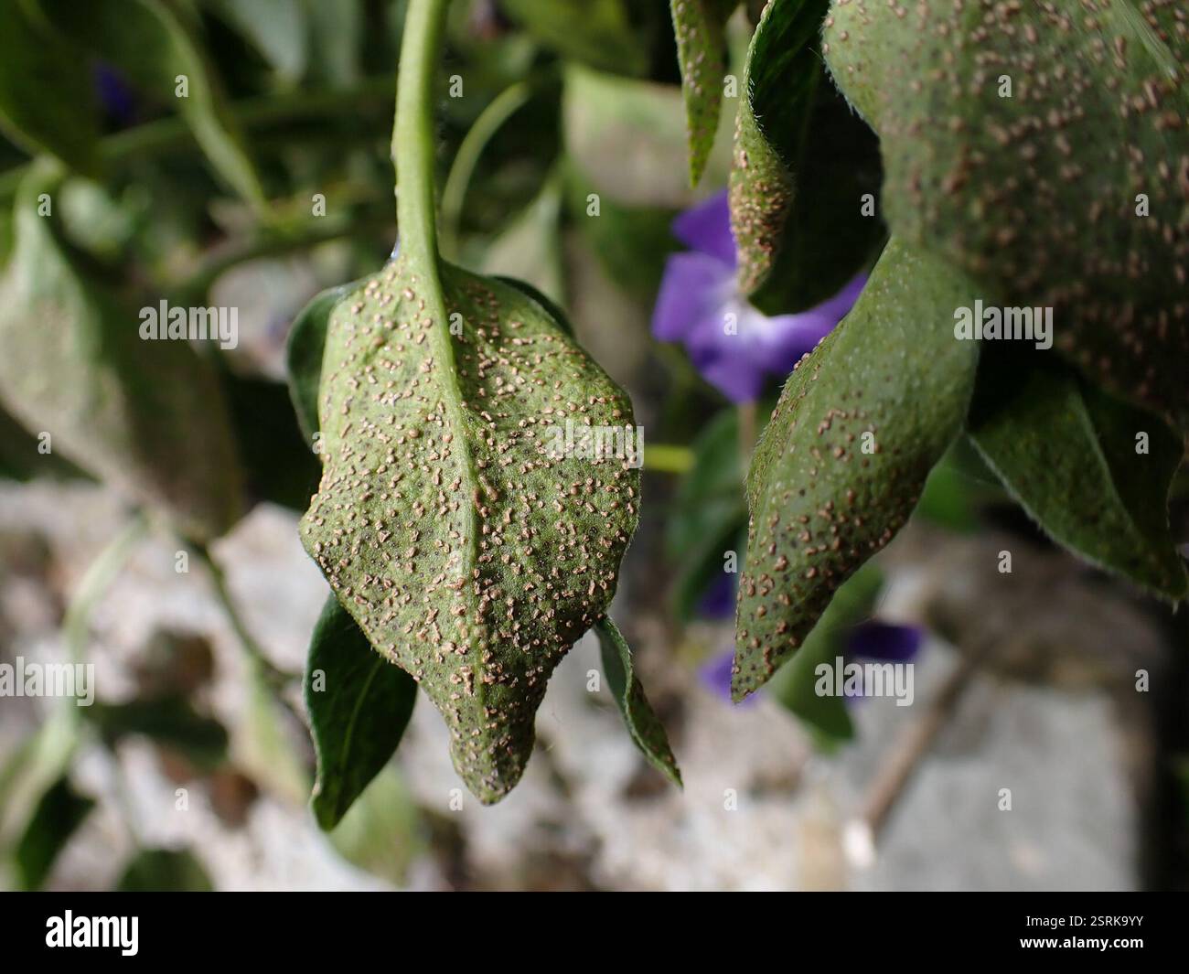 Periwinkle rust puccinia vincae hi-res stock photography and images - Alamy