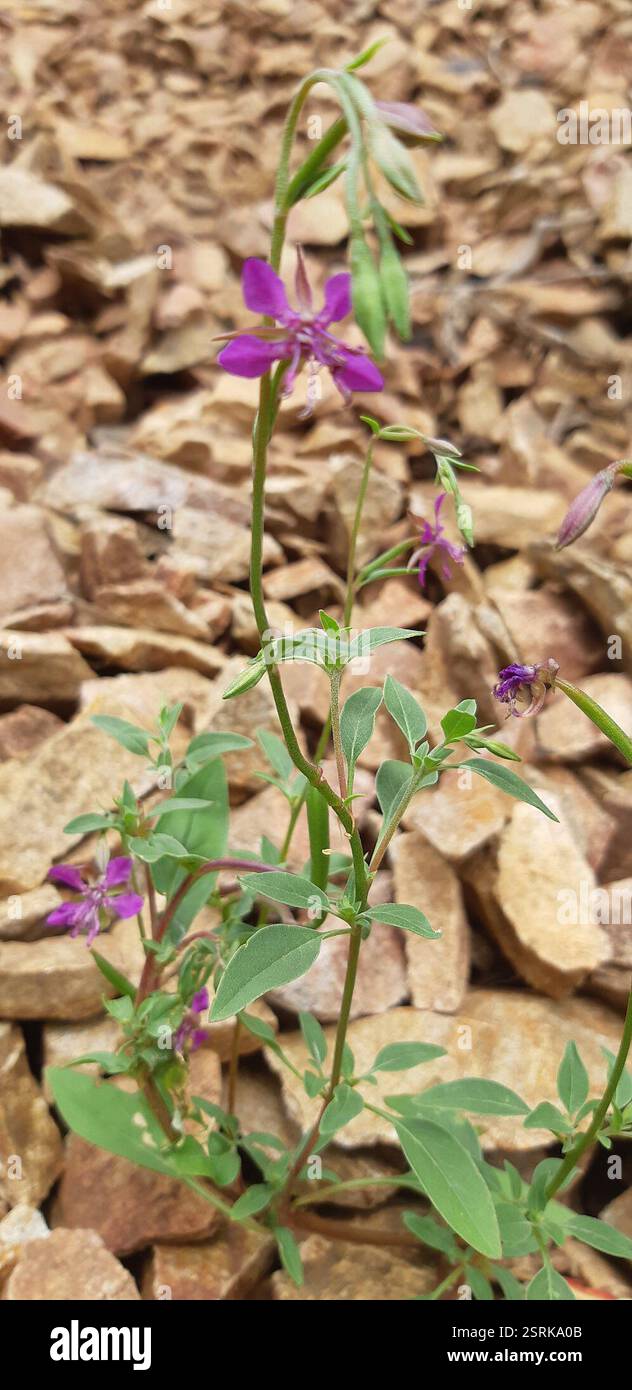 diamond clarkia (Clarkia rhomboidea), Plantae, Central Kootenay, BC ...