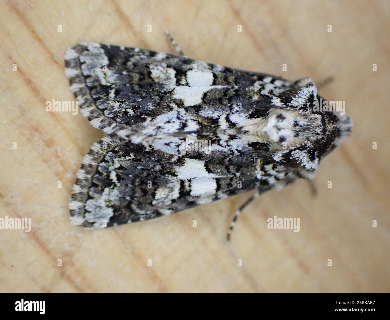 Marbled Coronet (Hadena confusa), Insecta, Hunters Chase Cottage ...