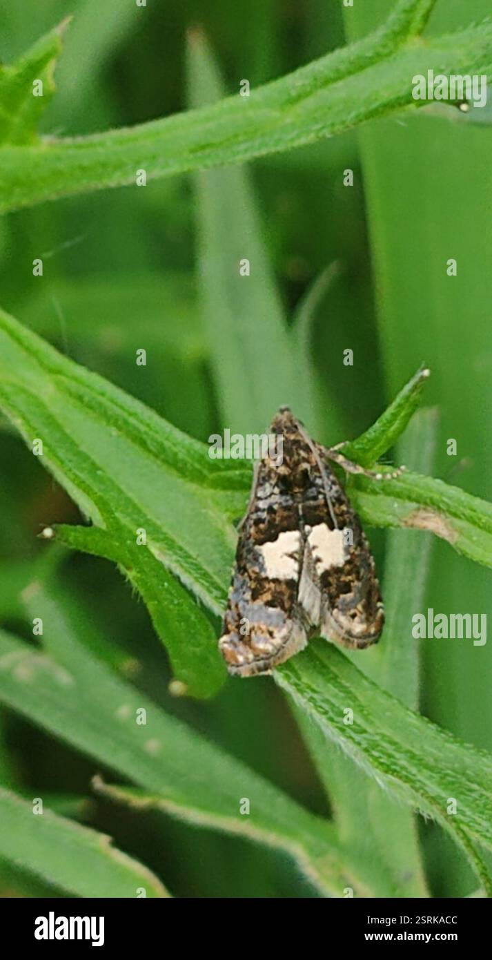 Bourgon hi-res stock photography and images - Alamy