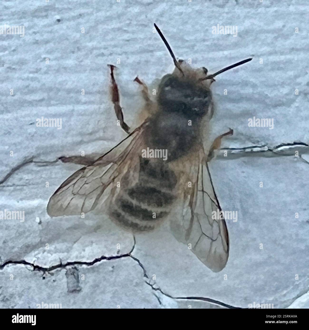 Horn-faced Mason Bee (Osmia cornifrons), Insecta, Lincoln St, Woodstock ...