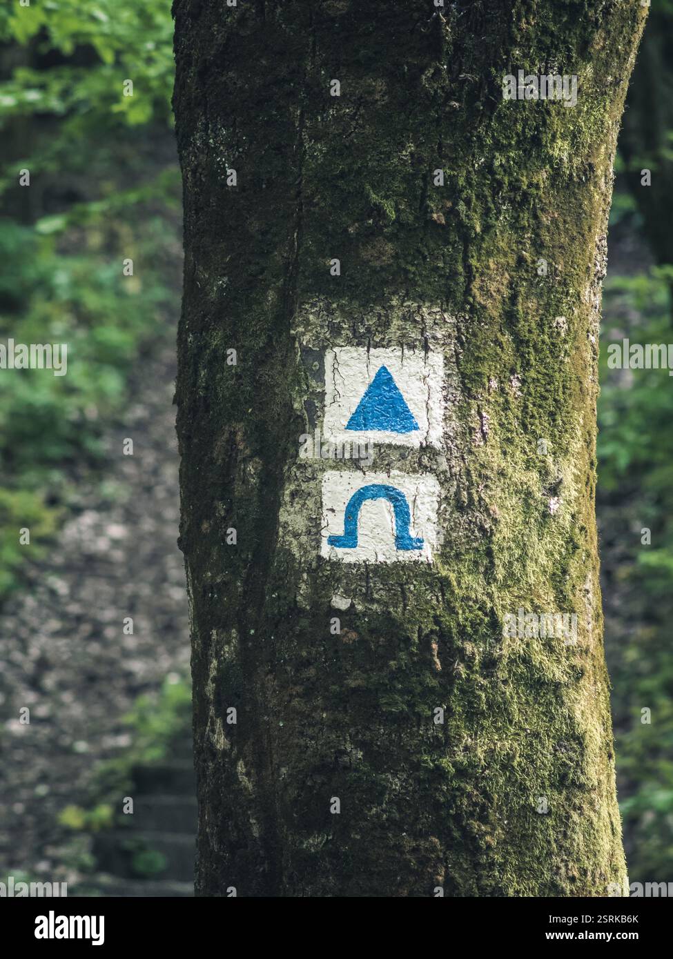 A close-up of a hiking trail marker painted on a mossy tree trunk in a ...