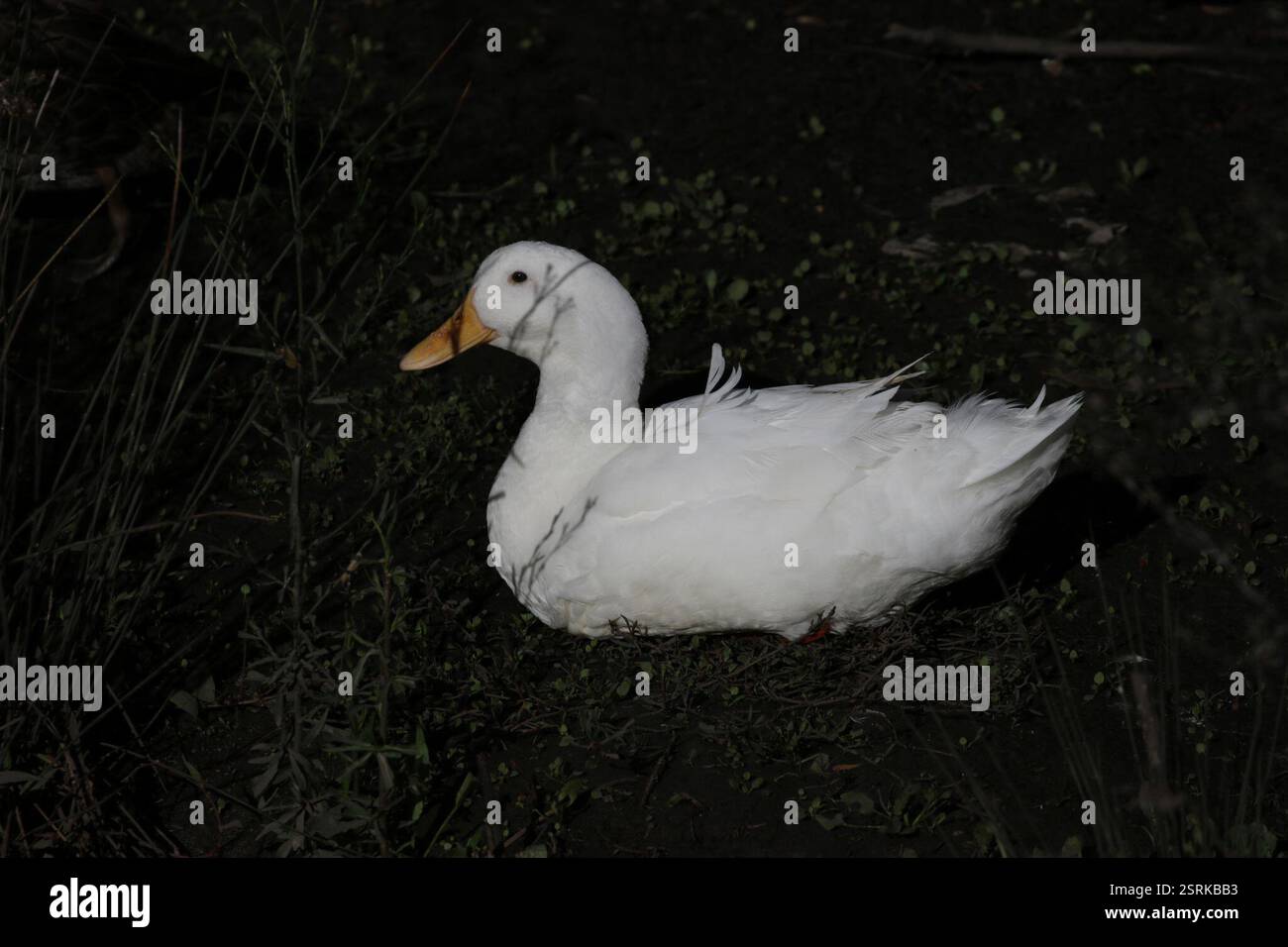 Domestic Mallard (Anas platyrhynchos domesticus), Aves, Hume ...