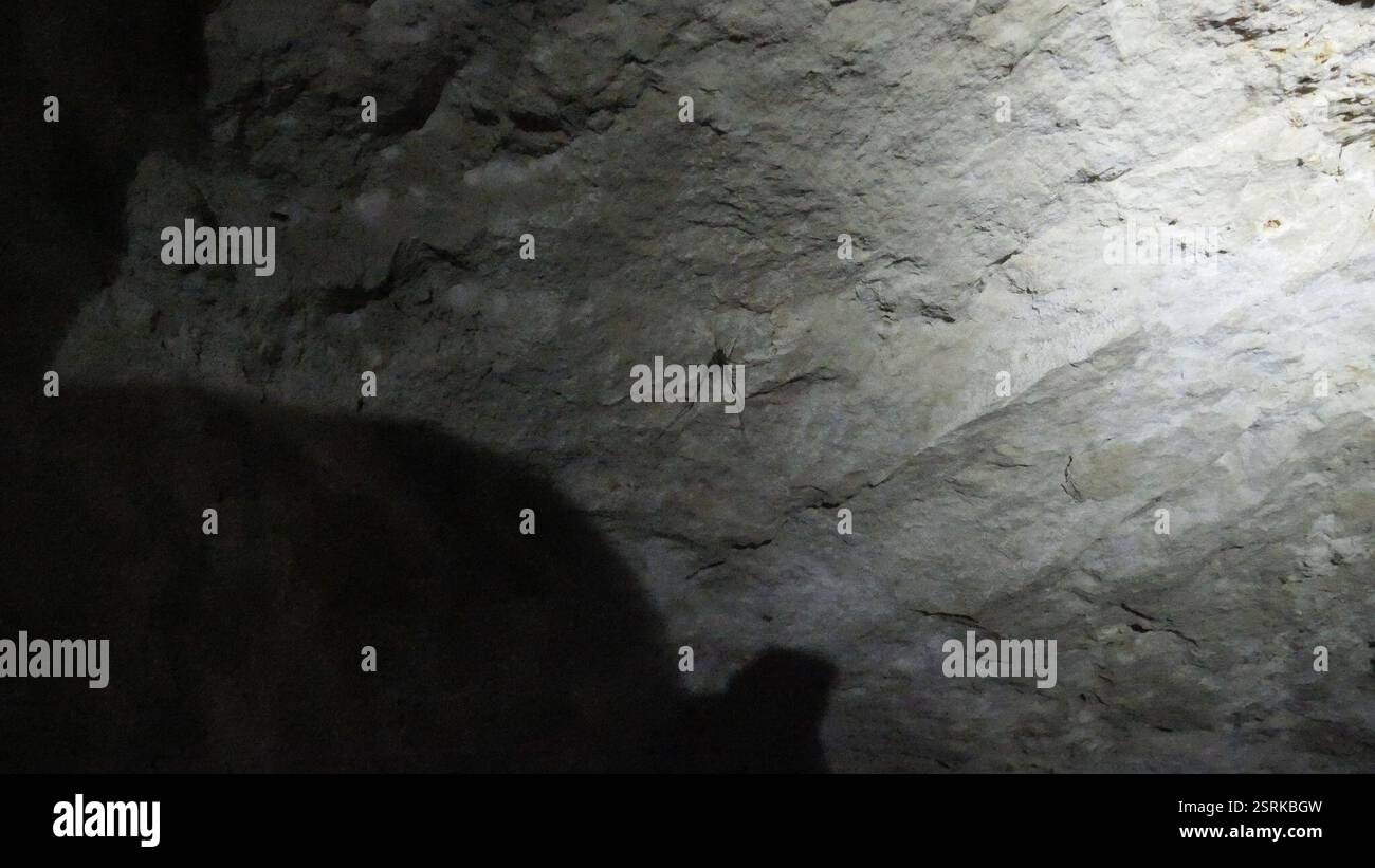 (Novotettix naracoortensis), Insecta, Naracoorte Caves National Park ...