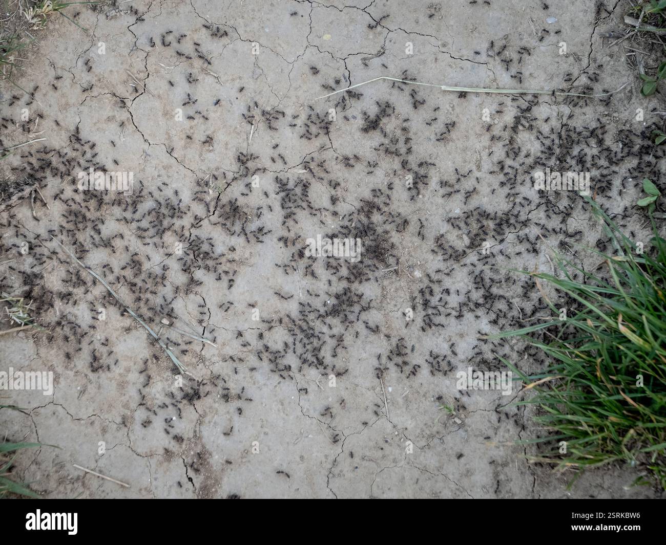 A large colony of black ants swarming over dry, cracked soil near ...