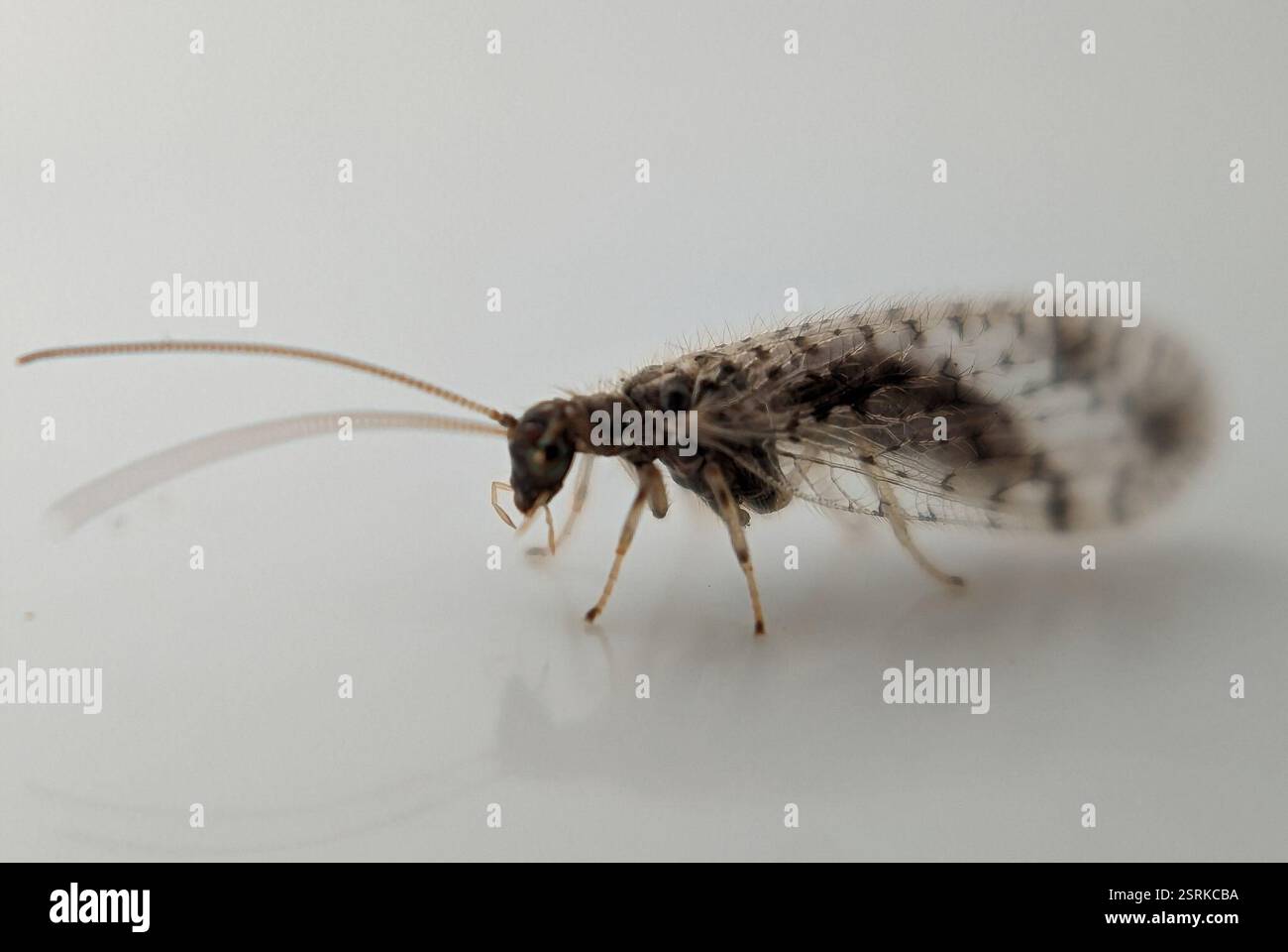 Variegated Brown Lacewing (Micromus variegatus), Insecta, London, UK ...