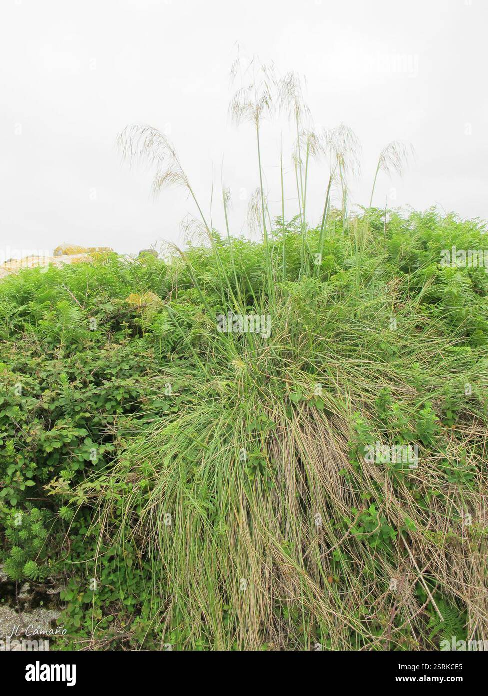 Giant Needle Grass (Celtica gigantea), Plantae, A Coruña, Spain Stock ...