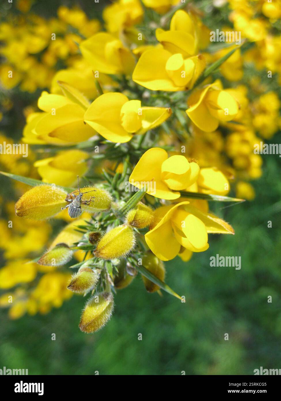 Common Leaf Weevil (Phyllobius pyri), Insecta, West Lothian, UK Stock ...