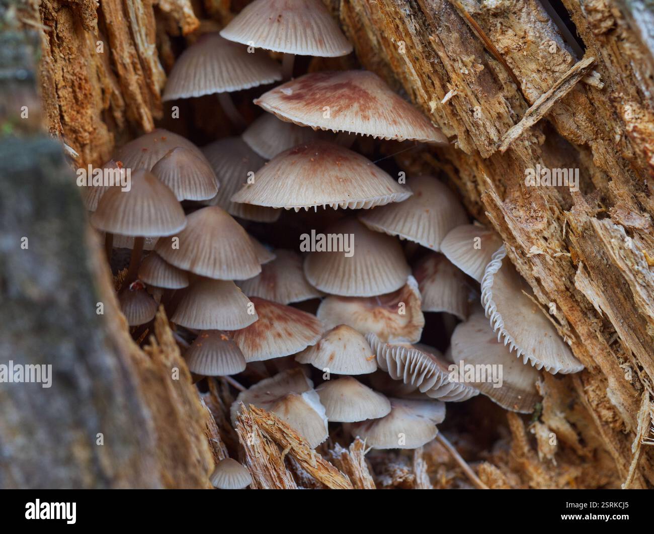 A group of small mushrooms (Mycena galericulata) with brown caps ...