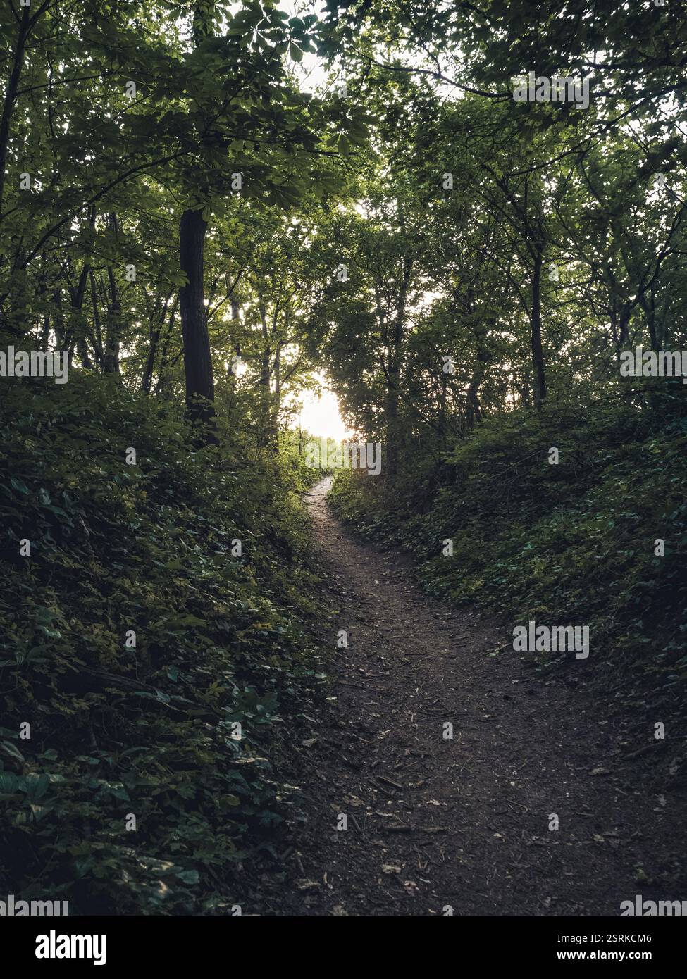 Narrow dirt trail meanders through dense forest lush green foliage hi ...