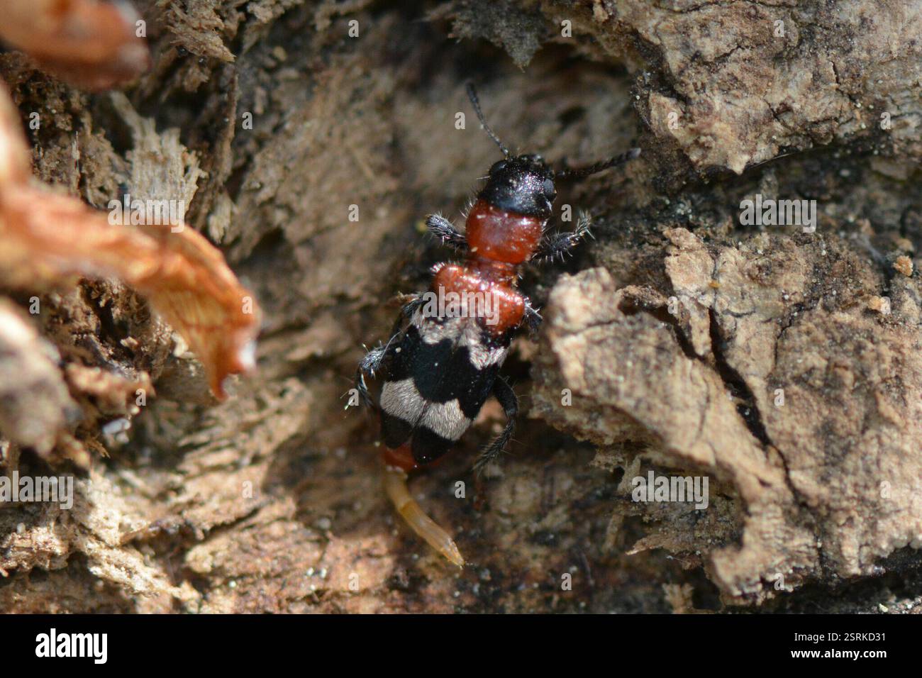 European Red-bellied Clerid (Thanasimus formicarius), Insecta, 5080 ...