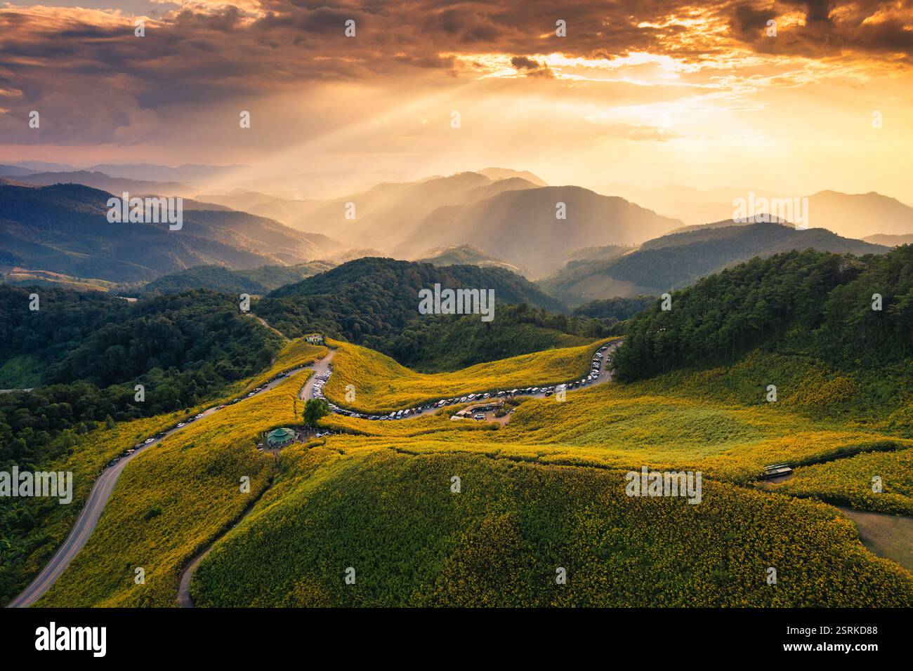 Aerial view of dramatic sunset over Tree Marigold field blossom ...
