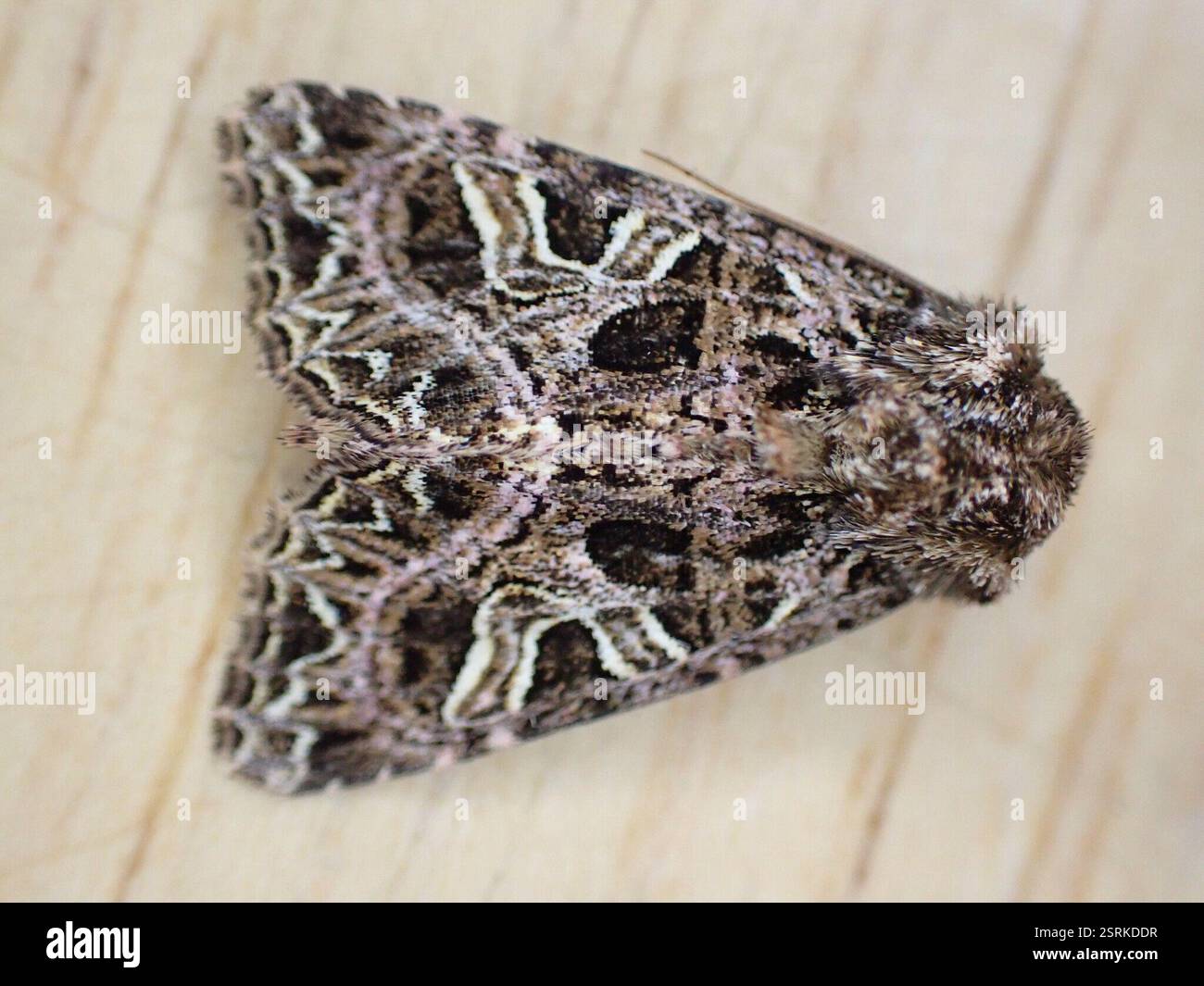 Campion (Sideridis rivularis), Insecta, Hunters Chase Cottage, Hunters ...