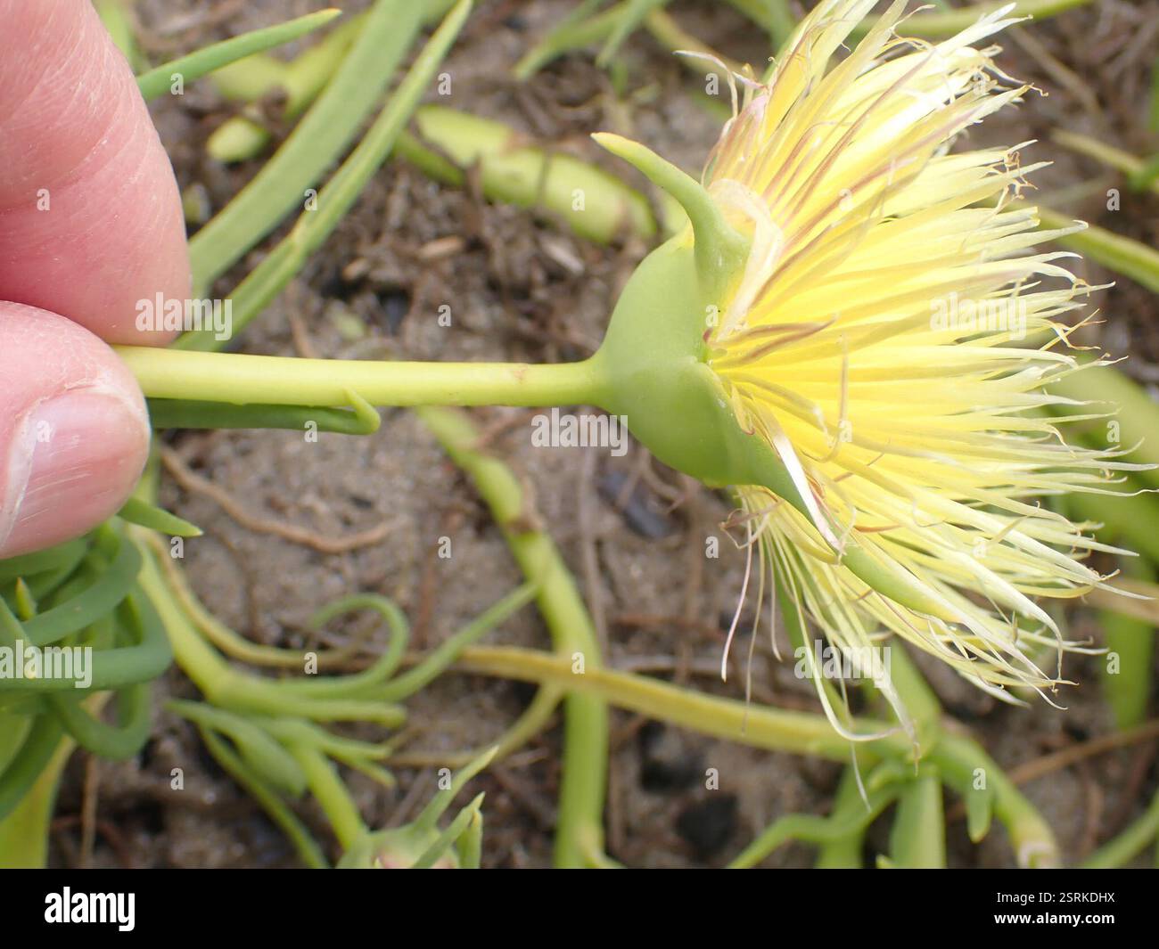 Pig's-root (Conicosia pugioniformis), Plantae, Dillon Beach, CA, USA ...
