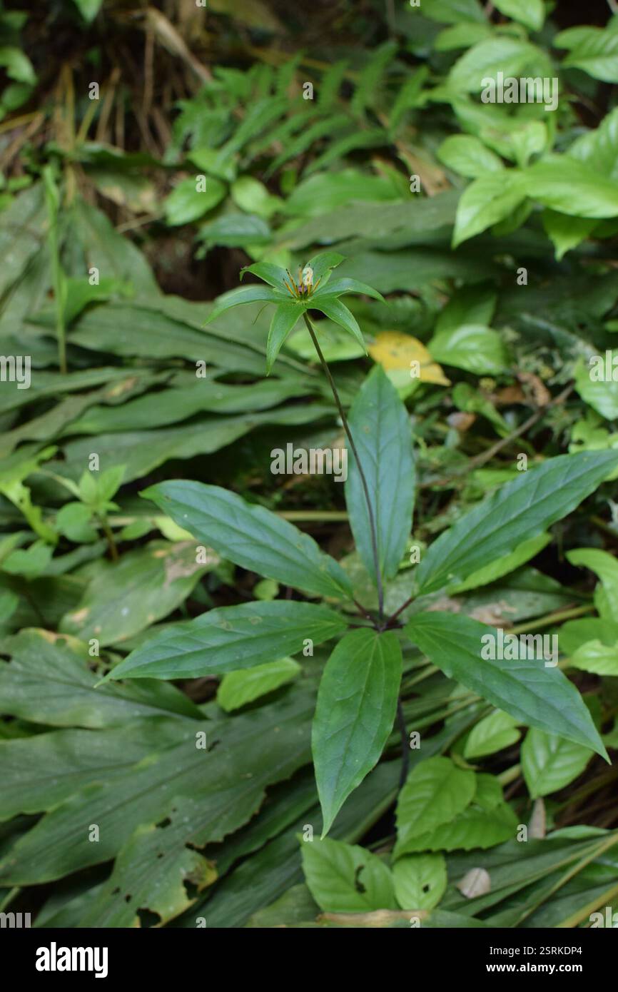 multi-leaf paris (Paris polyphylla), Plantae, 中国江西省上饶市婺源县 Stock Photo ...
