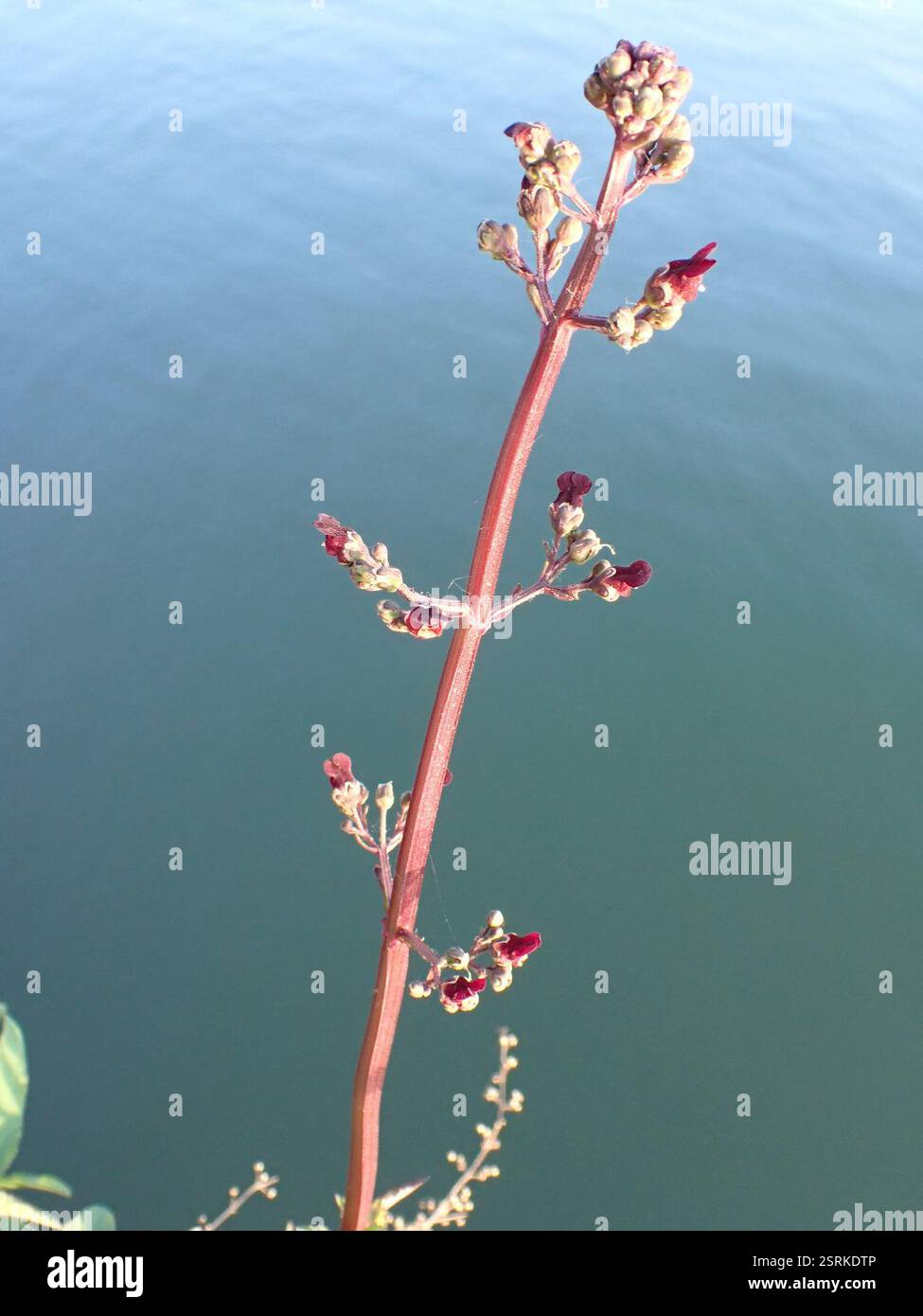 Common Figwort (Scrophularia nodosa), Plantae, Promenade des Berges de ...