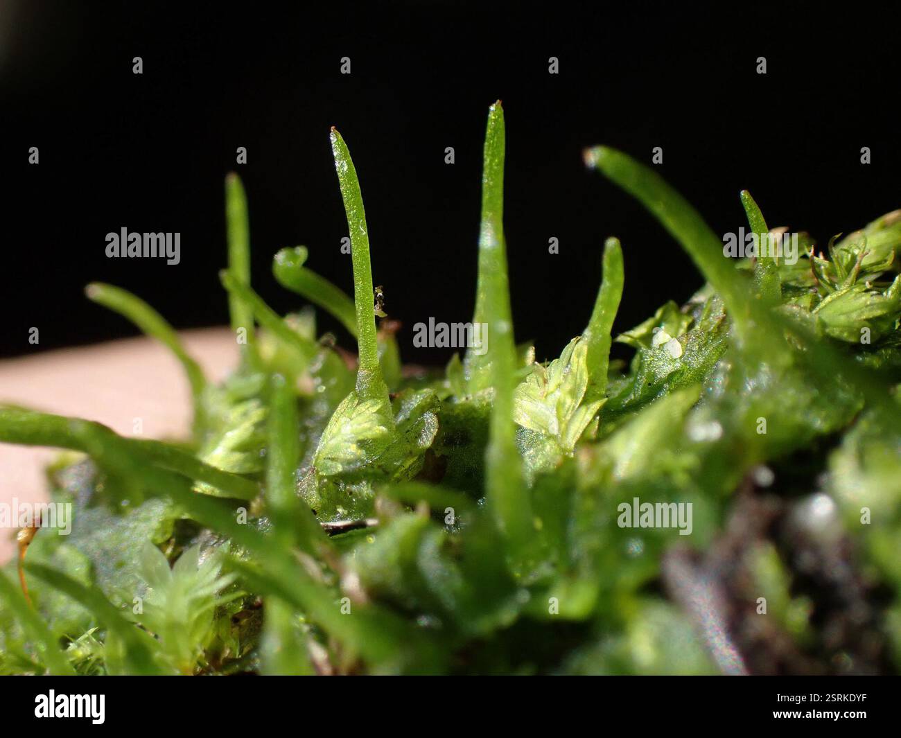 Pearson's phaeoceros (Paraphymatoceros pearsonii), Plantae, Capital, BC ...