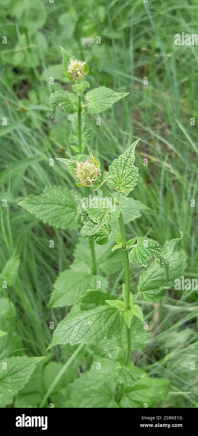 nettle-leaf giant hyssop (Agastache urticifolia), Plantae, Kootenay ...