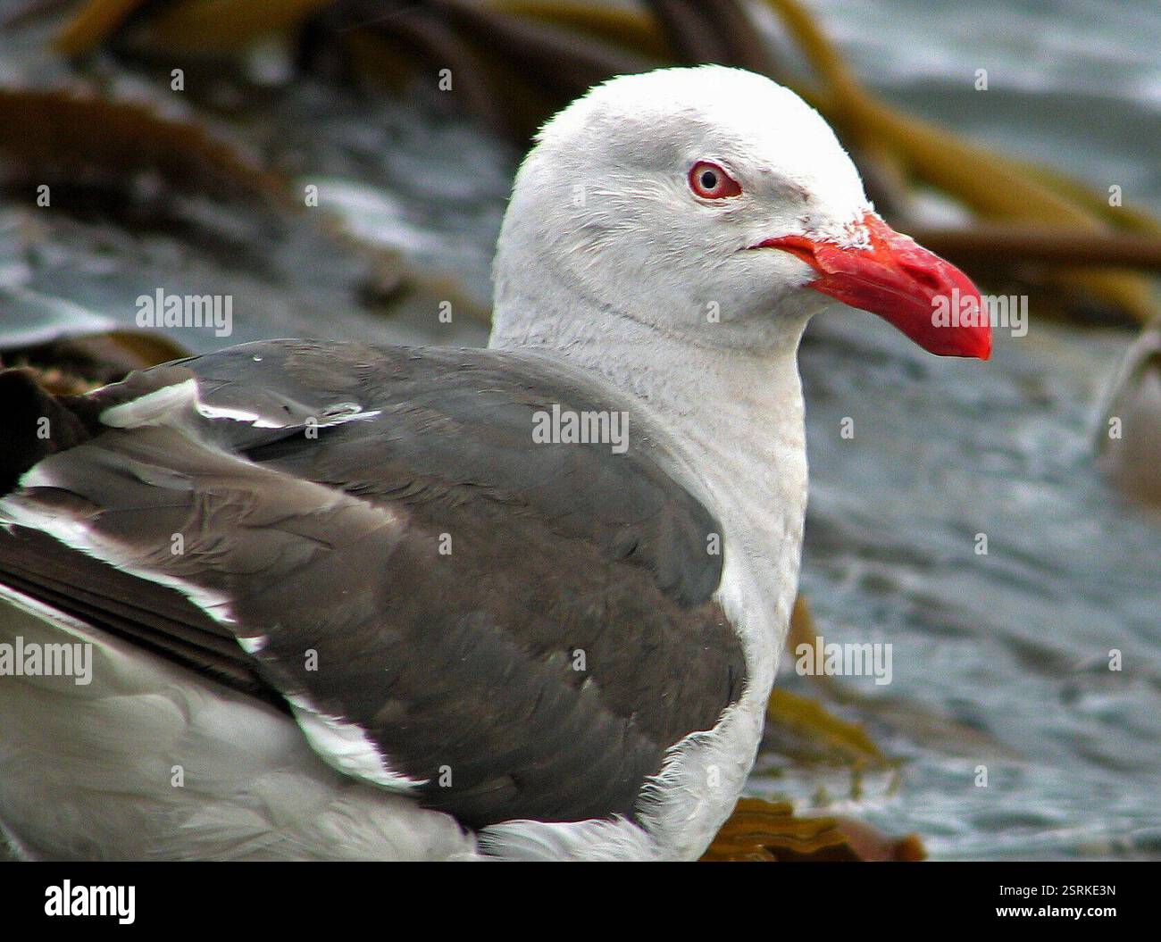 Dolphin Gull (Leucophaeus scoresbii), Aves, Isla de los Leones Marinos ...