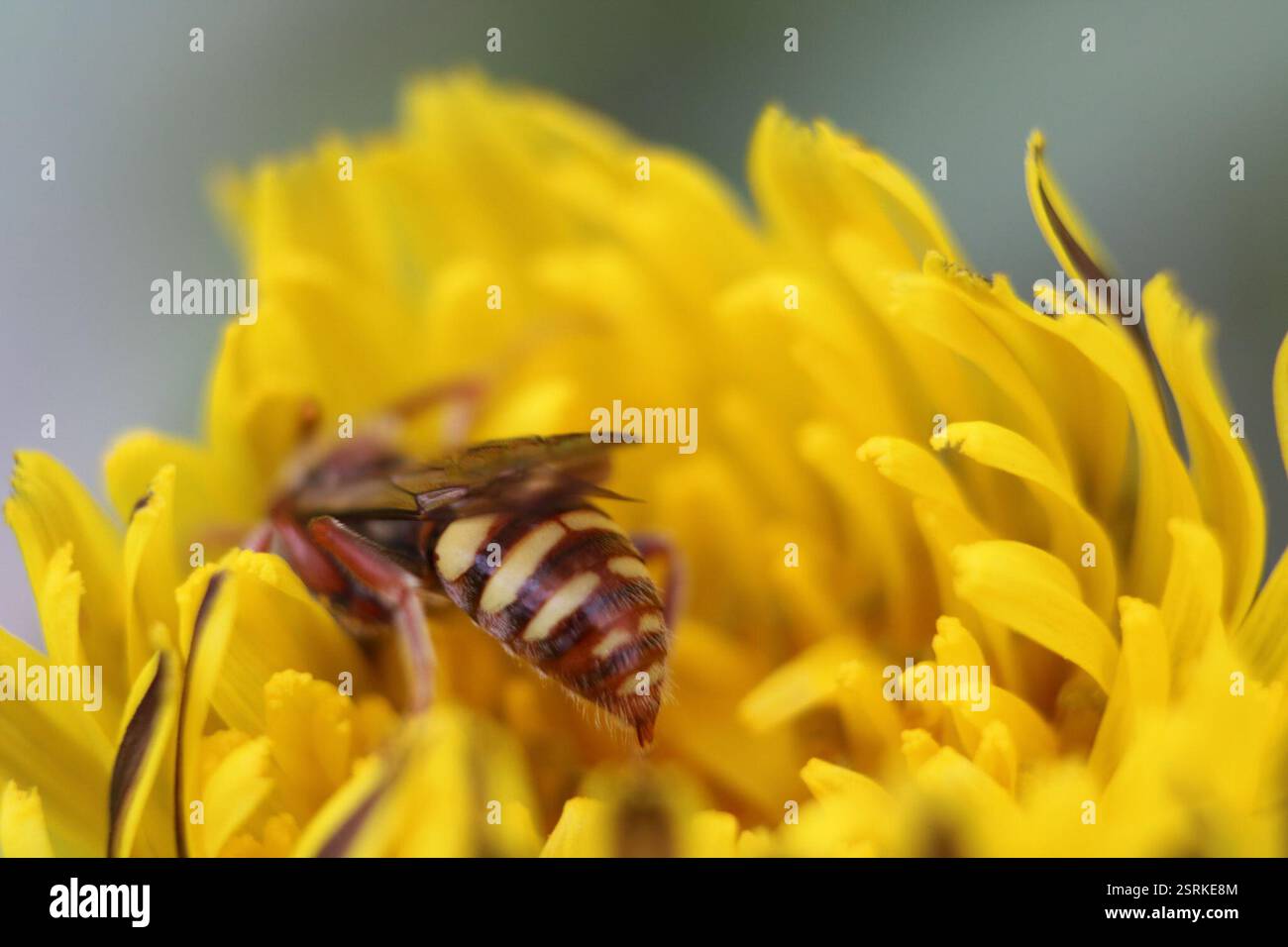 Nomad Bees (Nomada), Insecta, Medway, London, ON, Canada Stock Photo ...