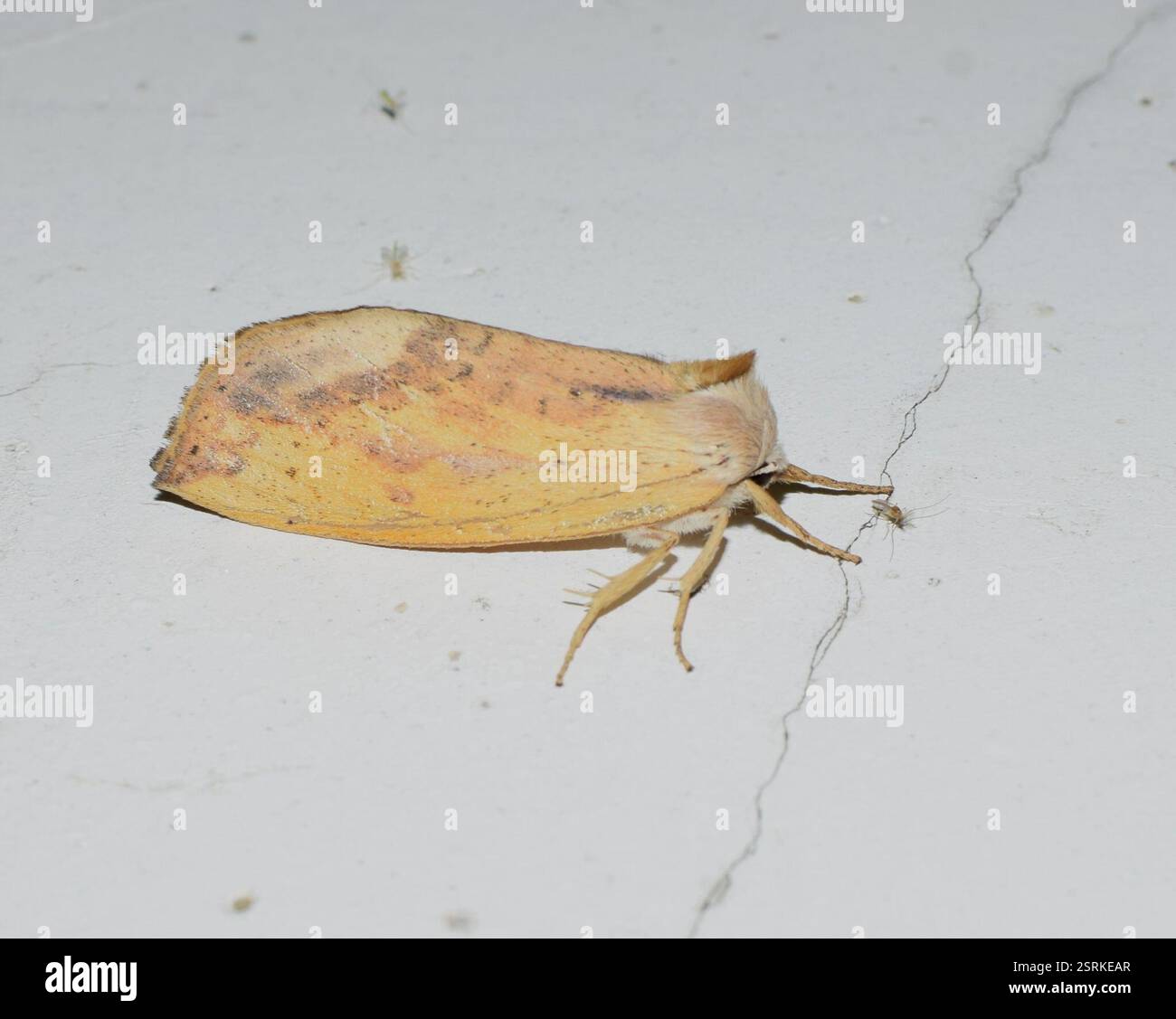 Dendrolimus hi-res stock photography and images - Alamy