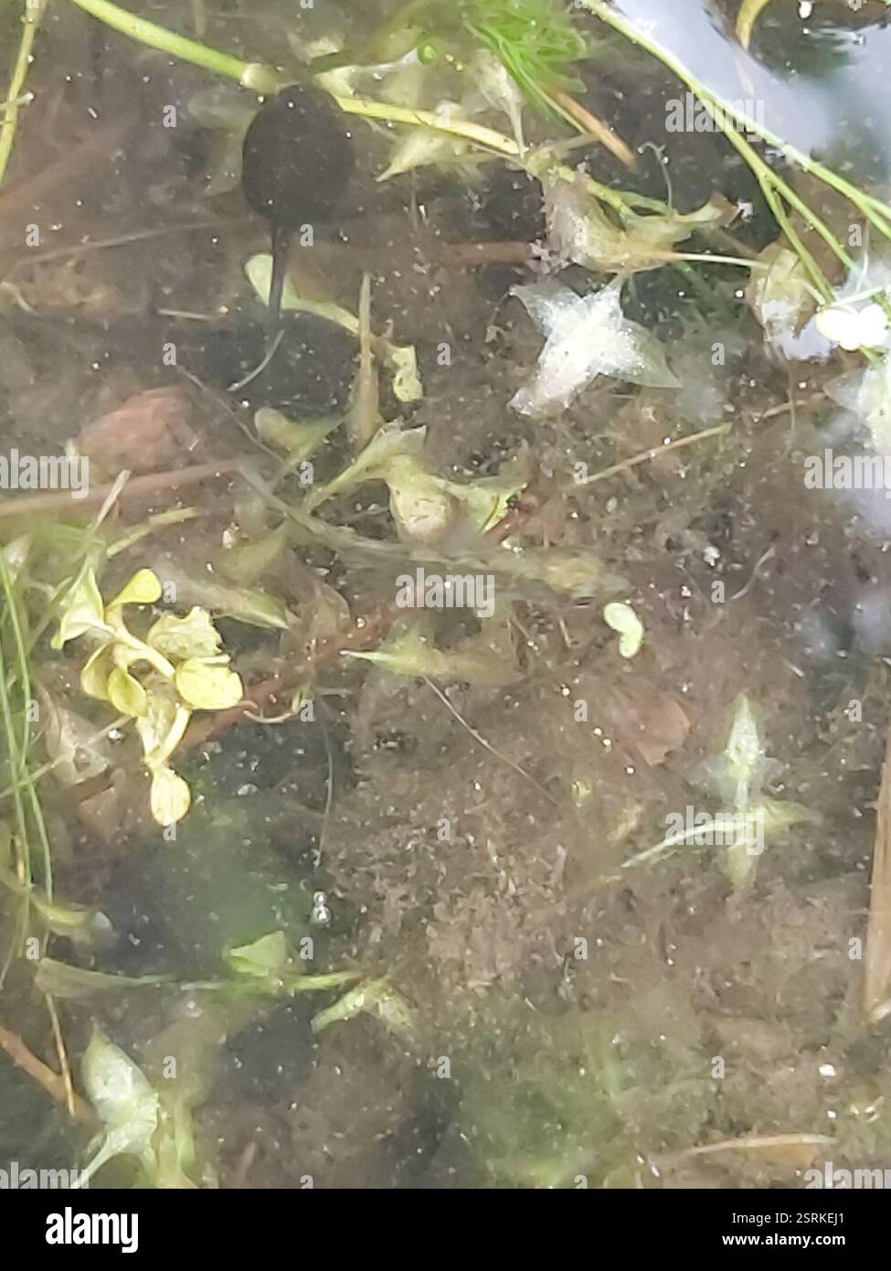 Threespine Stickleback (Gasterosteus aculeatus), Actinopterygii ...