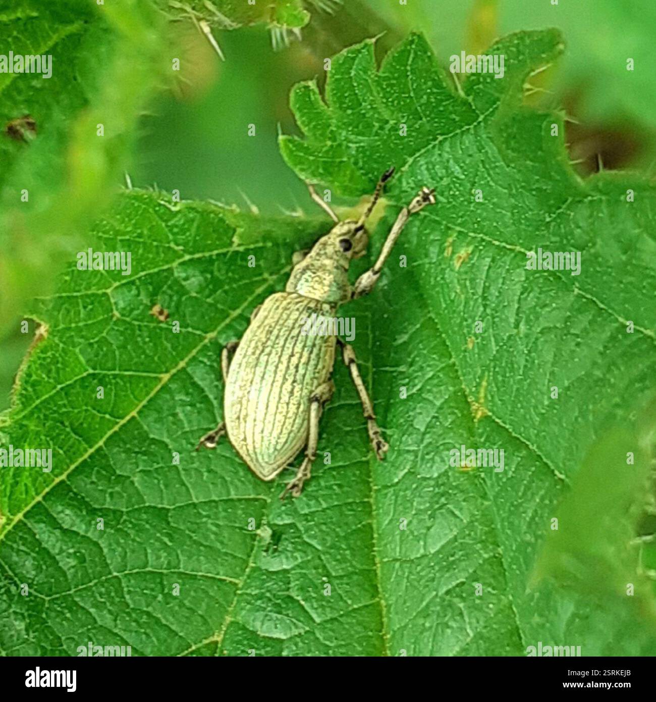 Nettle weevil (Phyllobius pomaceus), Insecta, 30-644 Kraków, Polska, On ...