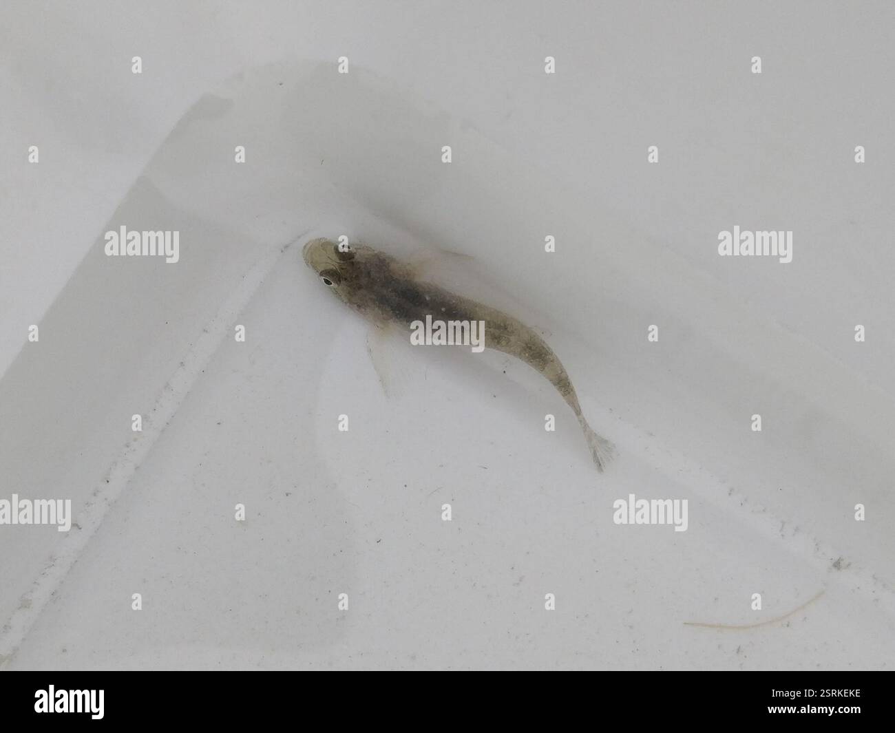 Common Bully (Gobiomorphus cotidianus), Actinopterygii, Westland, NZ-WC ...