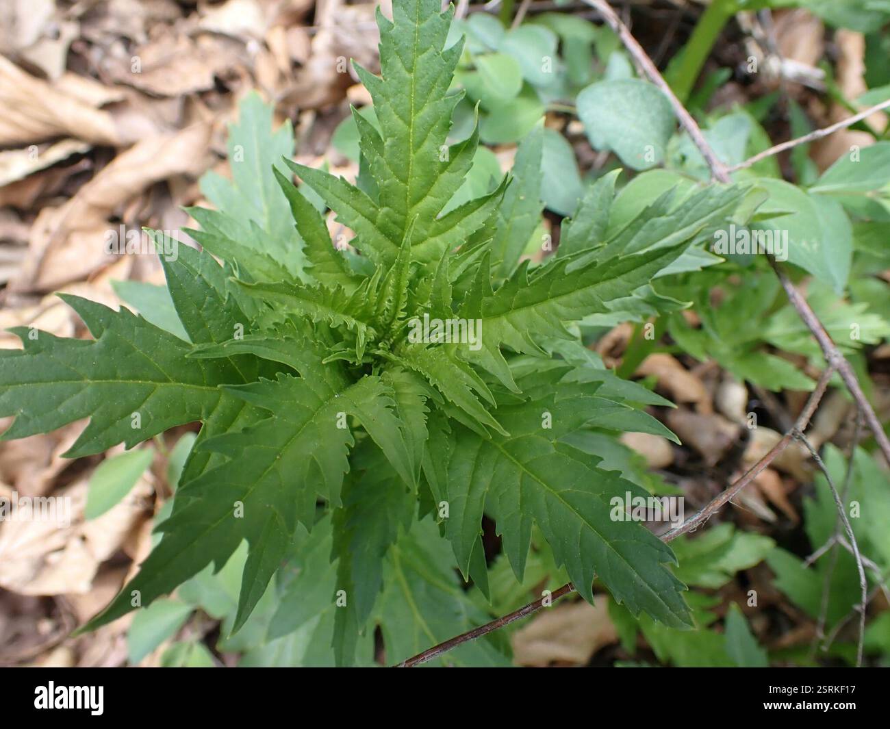durango root (Datisca glomerata), Plantae, San Diego County, CA, USA ...