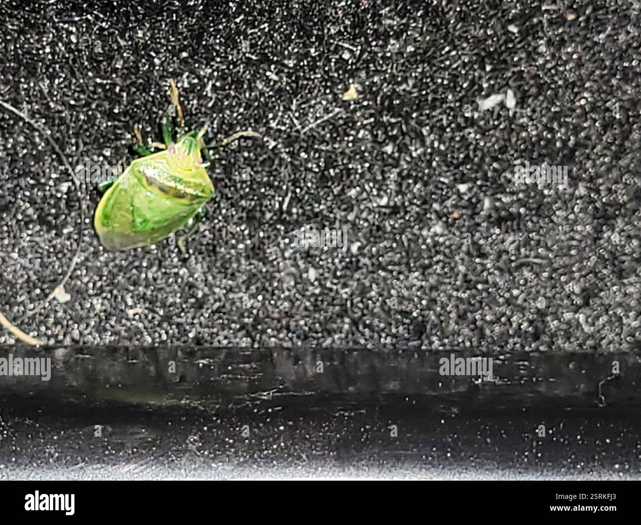 Red-banded Stink Bug (Piezodorus guildinii), Insecta, Gral. Pico, La ...