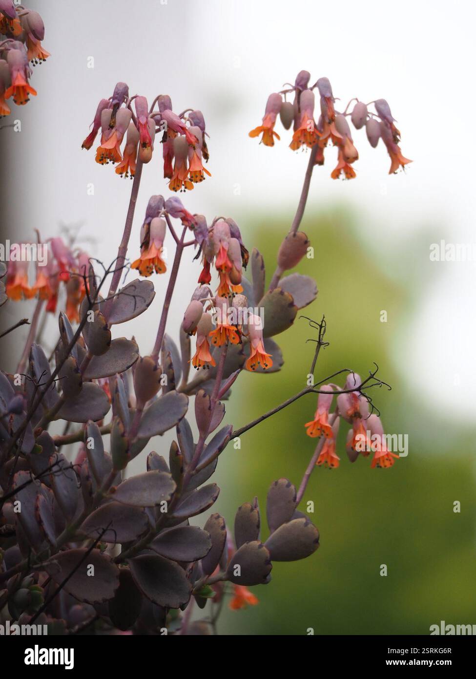 Lavender Scallops (Kalanchoe fedtschenkoi), Plantae, 台灣桃園市, 脫逃的多肉植物 ...