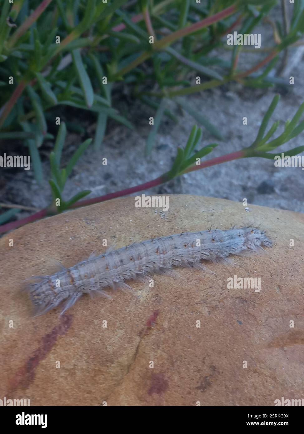 Butterflies and Moths (Lepidoptera), Insecta, Mitchells Plain, Cape ...
